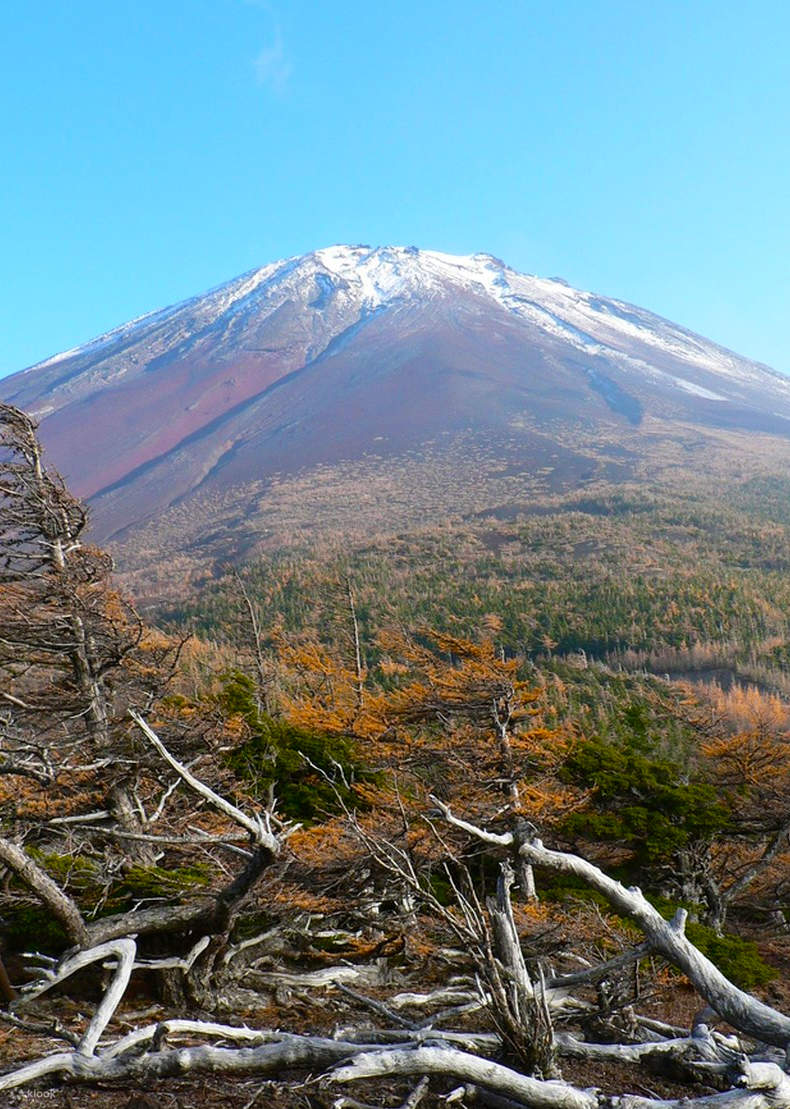 [Mount Fuji Swan Boat or Hot Spring Tour] Naiki bot angsa di Stesen ke ...